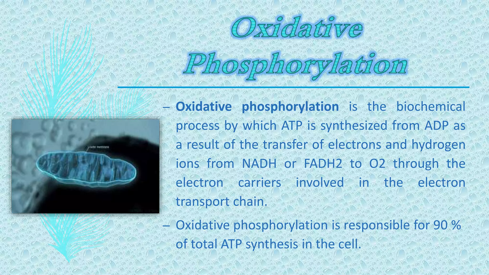 Biochem Respiratory chain and Oxidative phosphorylation | PPTX