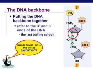 Biochem synthesis of dna | PPT