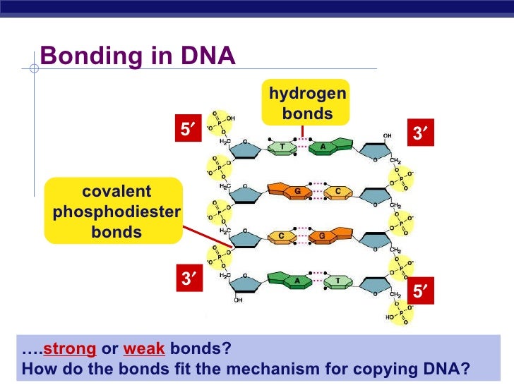 Biochem Synthesis Of Dna