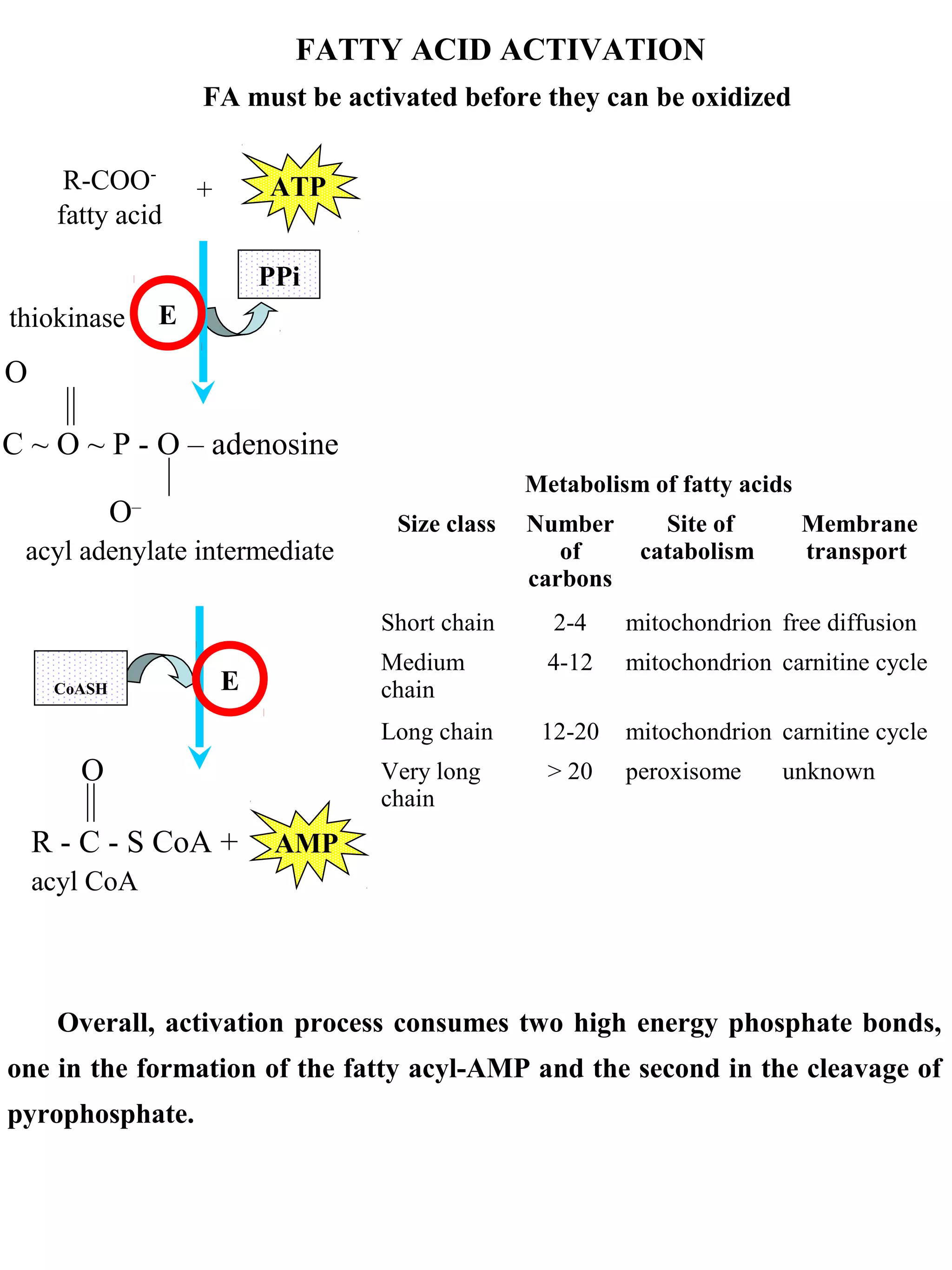 Lipids Metabolism - Biochemistry Lecture | PPT
