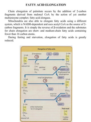 Lipids Metabolism - Biochemistry Lecture | PPT