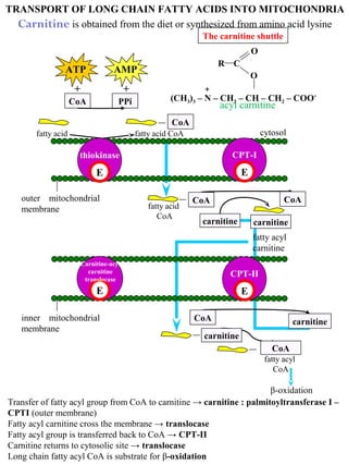 Lipids Metabolism - Biochemistry Lecture | PPT