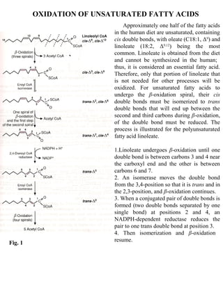 Lipids Metabolism - Biochemistry Lecture | PPT