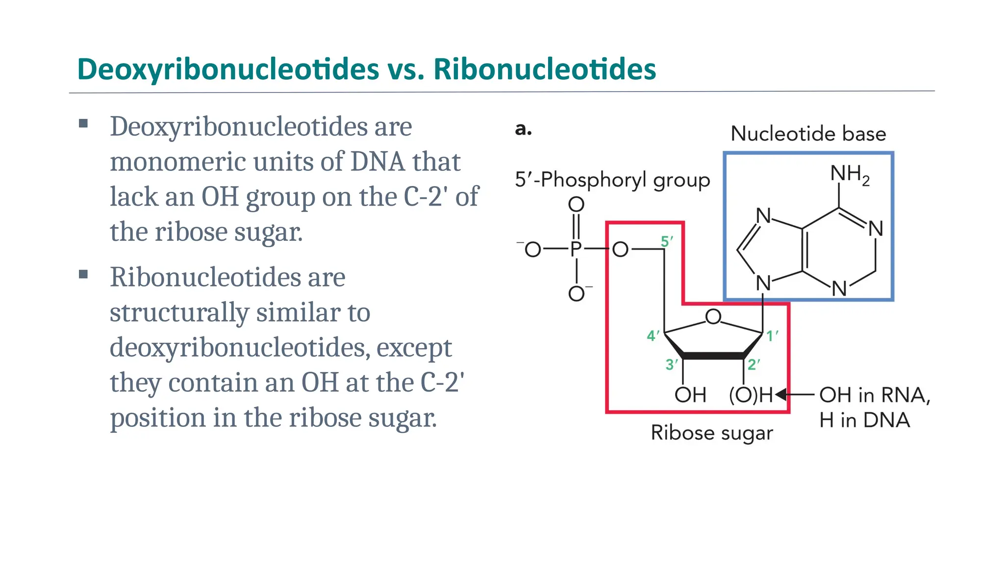 BIOCHEM 2nd Edition Miesfel and McEvoy Chapter 1 | PPTX