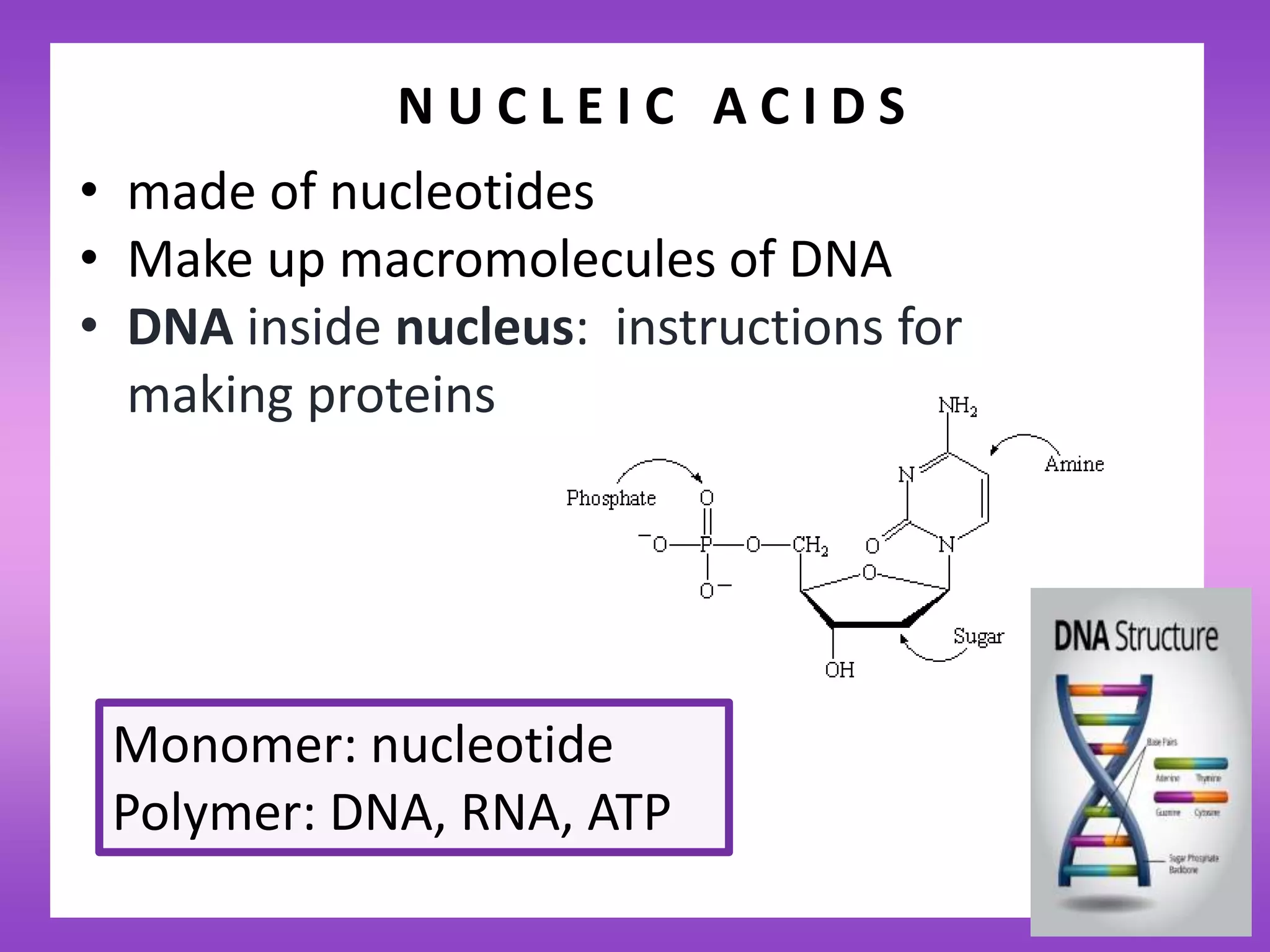 Biochem 2 macromolecules | PPT