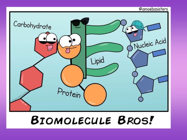 Biochem 2 macromolecules | PPT
