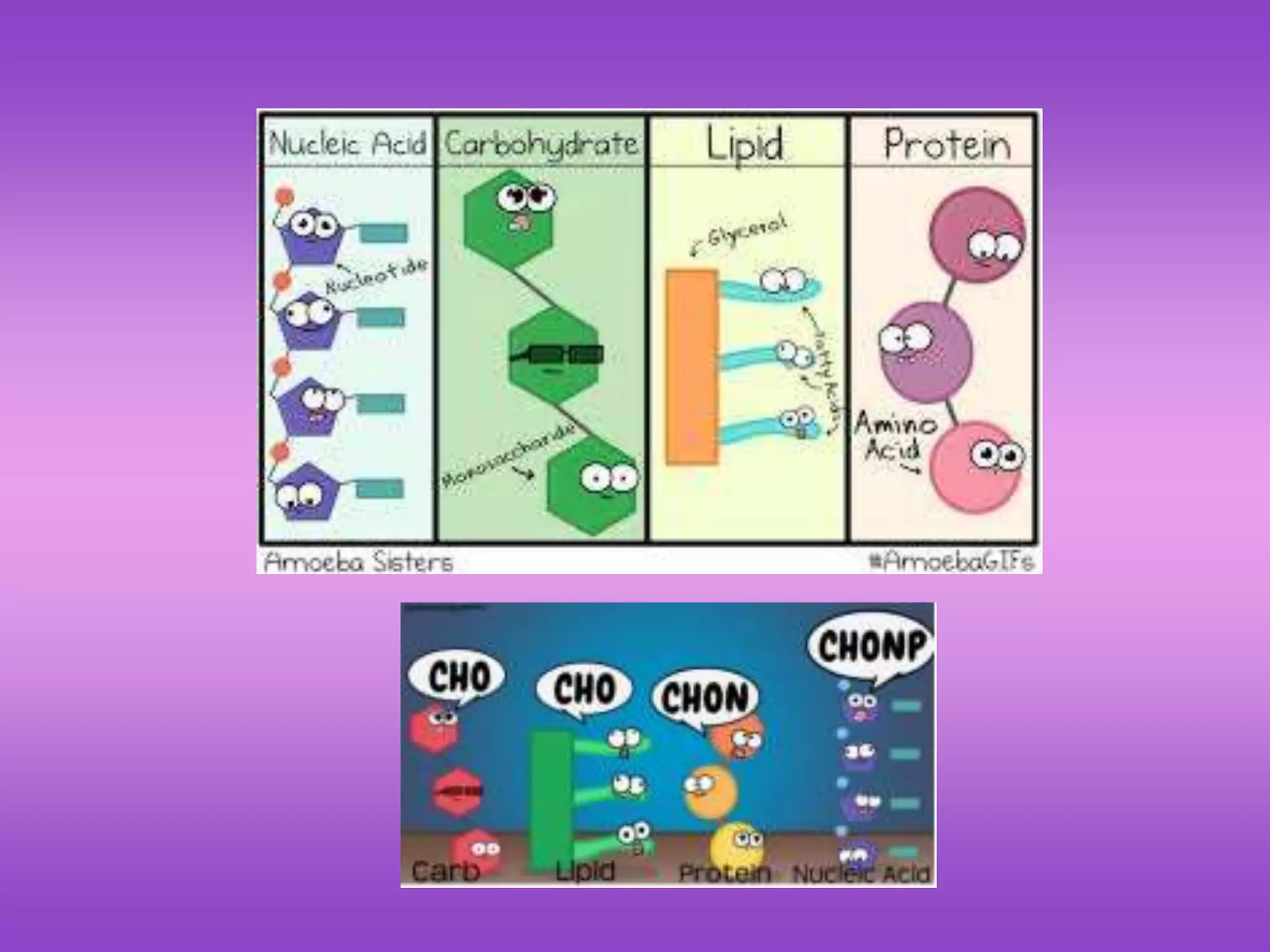 Biochem 2 macromolecules notes | PPT