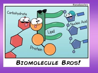 Biochem 2 macromolecules notes | PPT