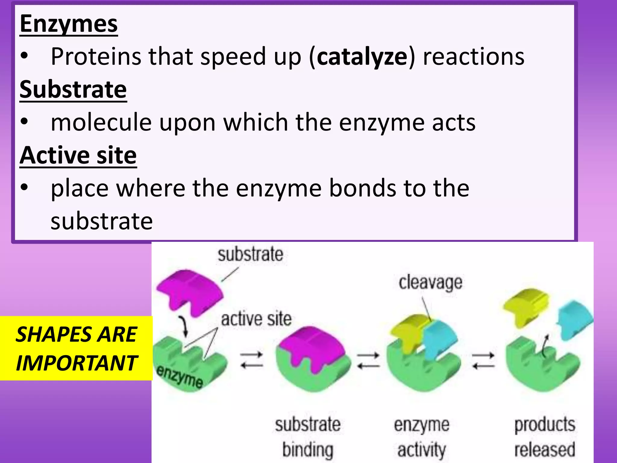 Biochem 2 macromolecules notes | PPT