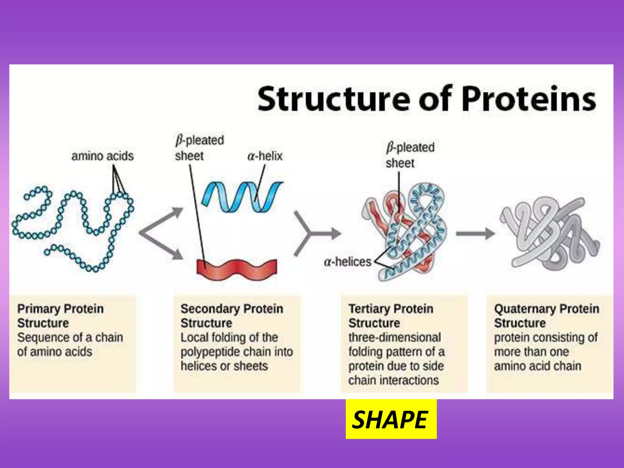 Biochemistry 2 macromolecules notes | PPT