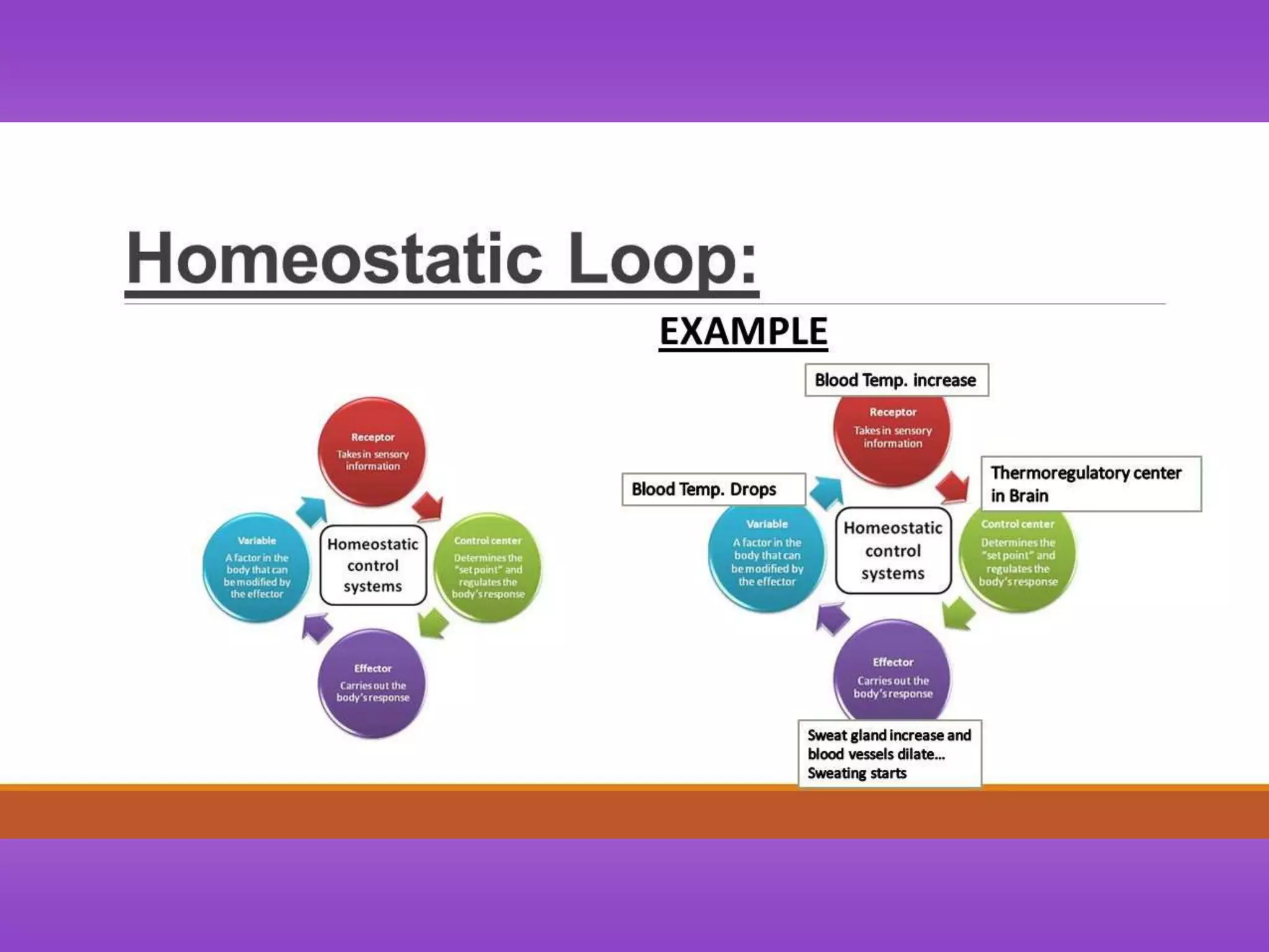 Biochemistry 2 macromolecules notes | PPT
