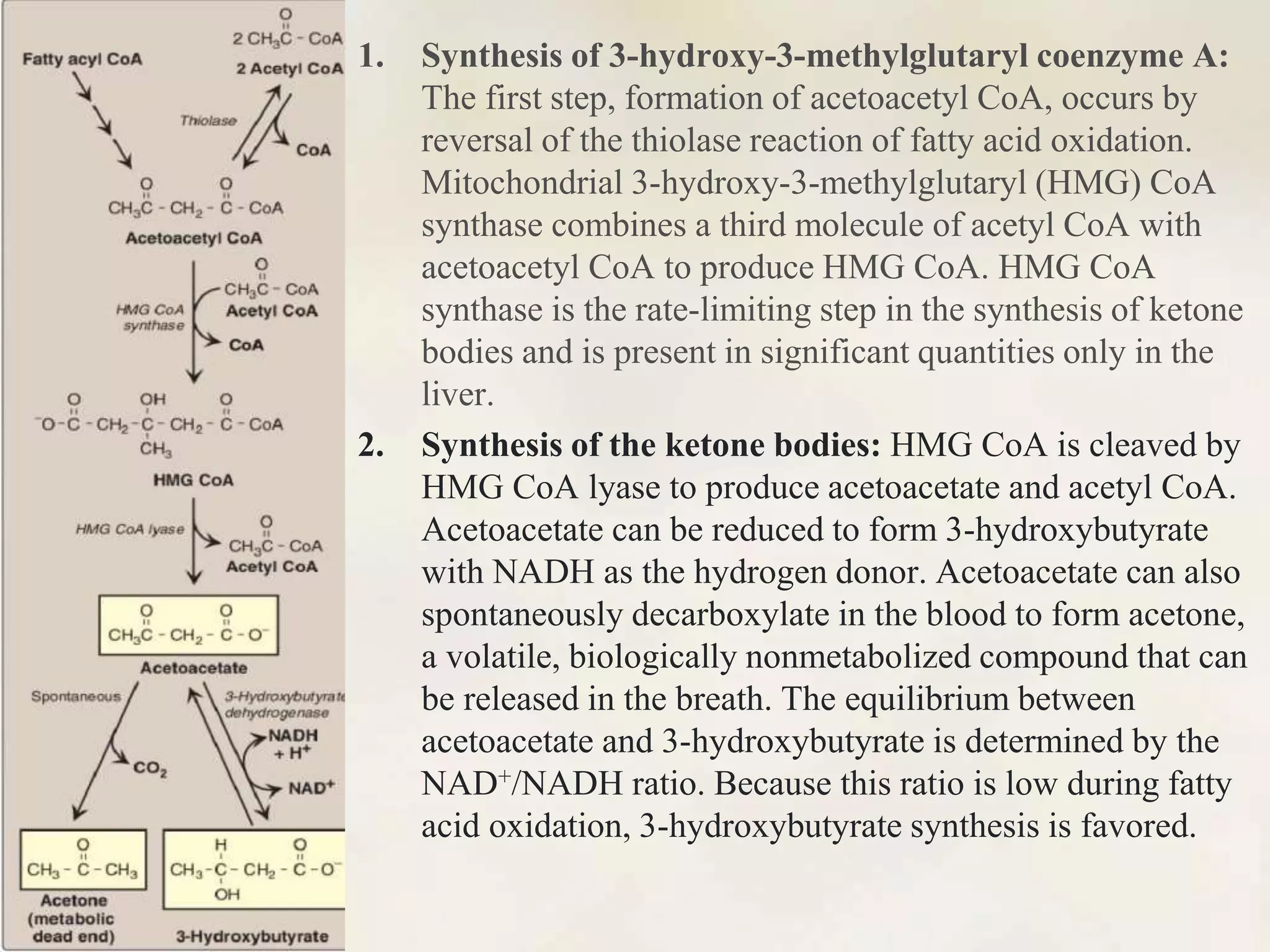 Lipid Metabolism, Energy yield from fatty acid oxidation & ketone ...