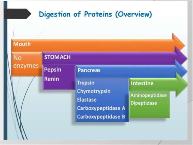 Absorption of proteins ppt | PPTX