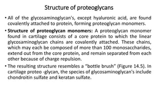 Biochem carbohydrates lec 14 18 | PPTX