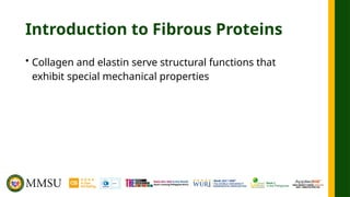Biochem Fibrous Proteins - Nov 11, 2025.pptx