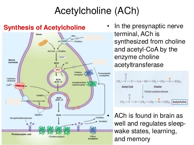 Acetylcholine Neurotransmitter