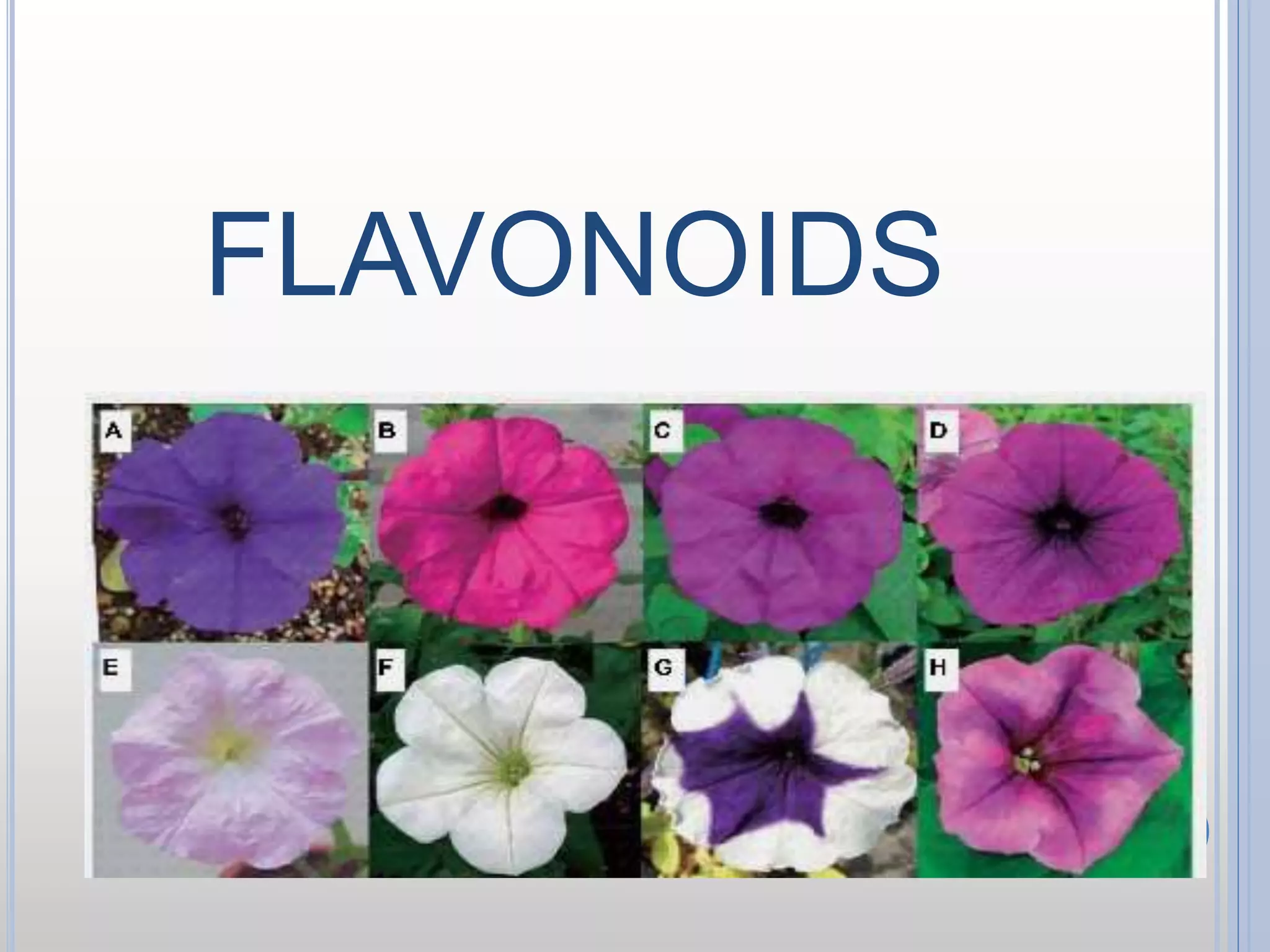 Flavonoids | PPTX