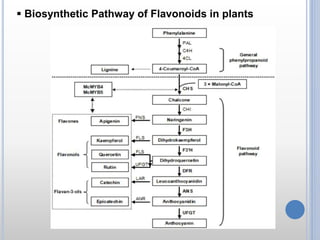 Flavonoids | PPTX