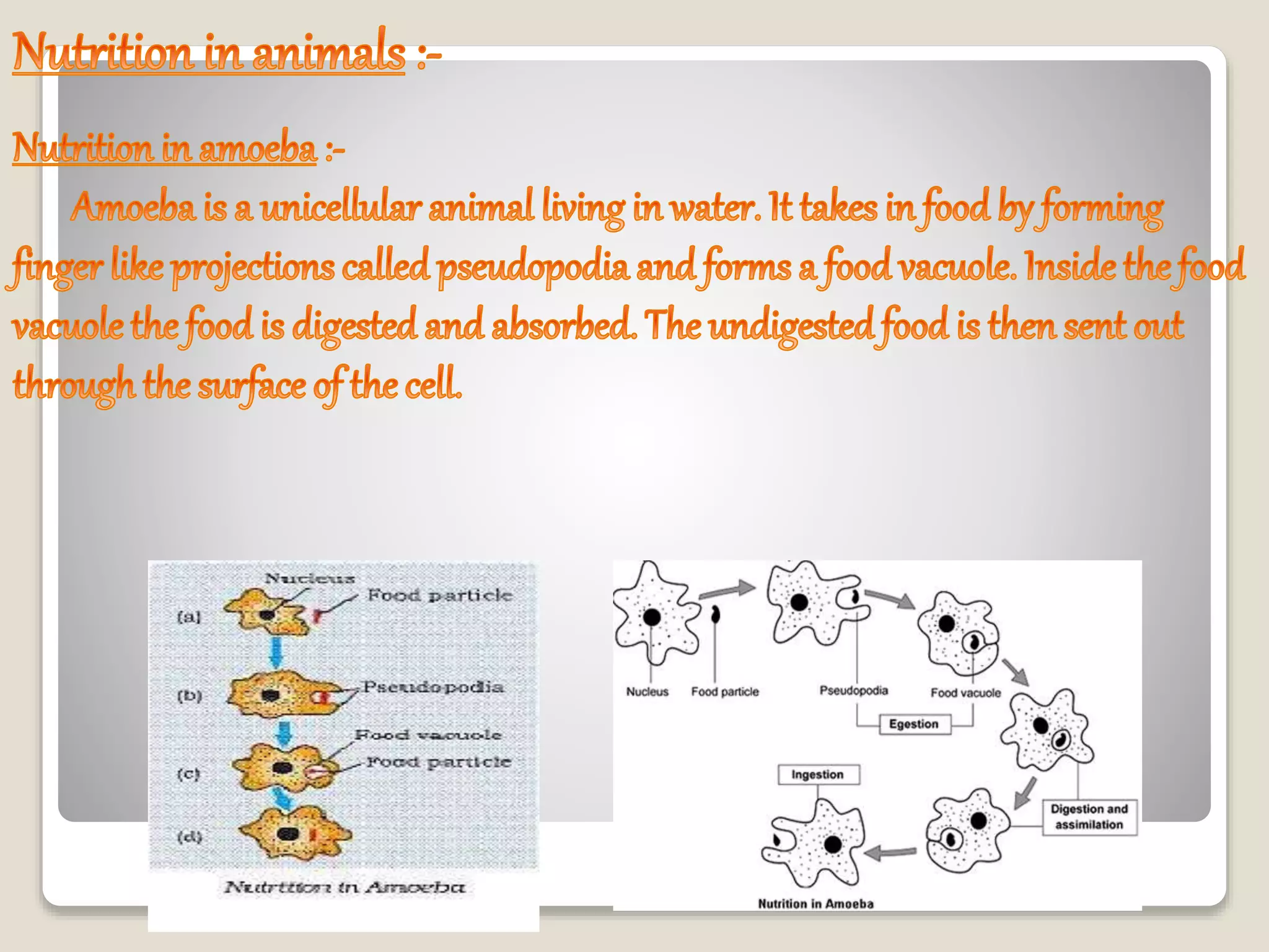 Nutrition in human beings | PPTX