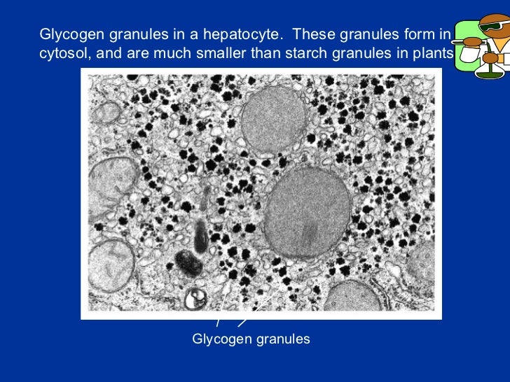 Bio chemical faculty of nursing tanta university