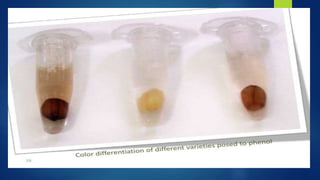 Biochemical-test-for-genetic-purity.pptx