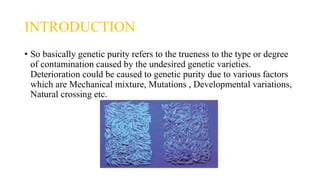 Biochemical-test-for-genetic-purity.pptx