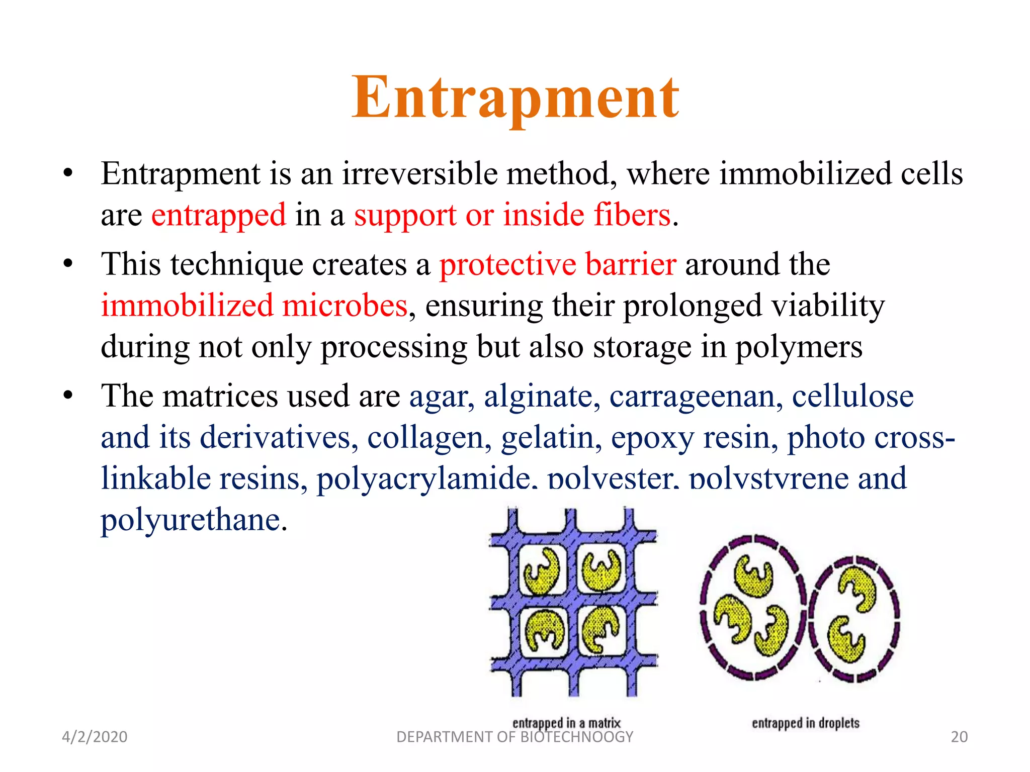 Immobilized Microbial cell | PPTX