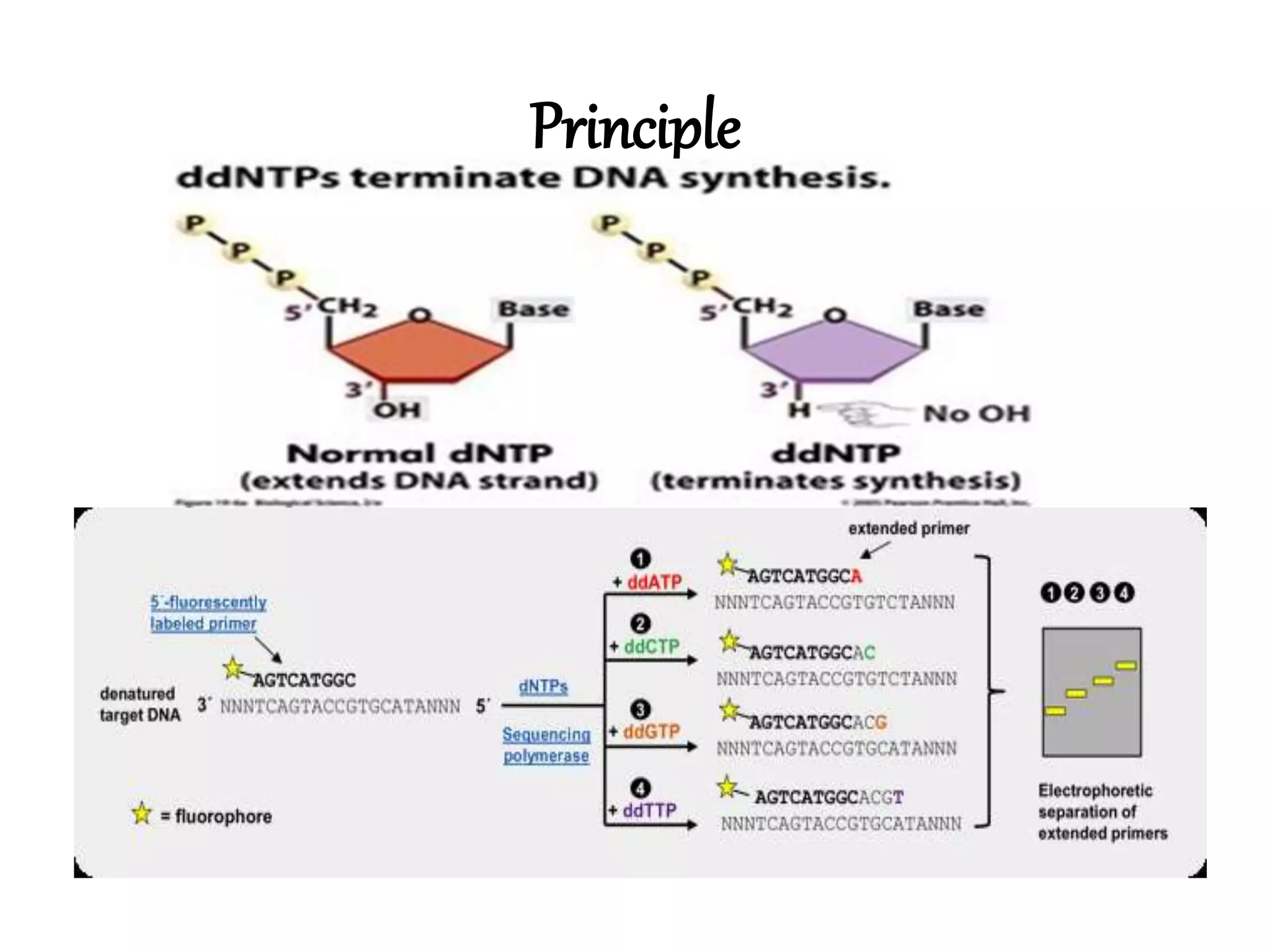 DNA TERMINATION METHOD | PPTX