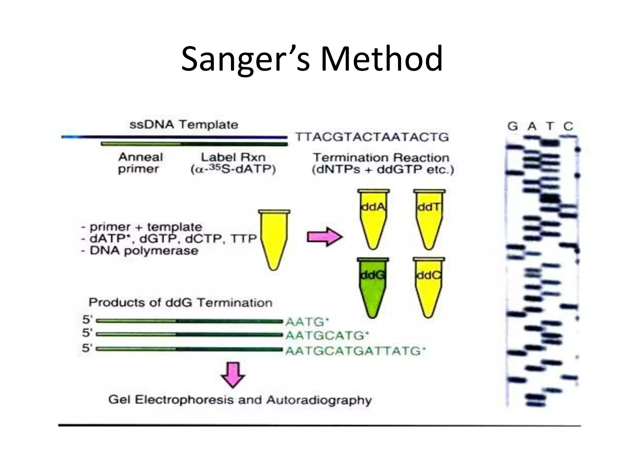 DNA TERMINATION METHOD | PPTX