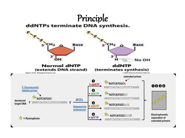 DNA TERMINATION METHOD | PPTX | Genetics | Science