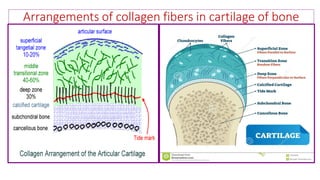 Biochemical and clinical aspects of collagen | PDF