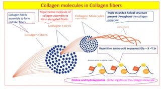 Biochemical and clinical aspects of collagen | PDF