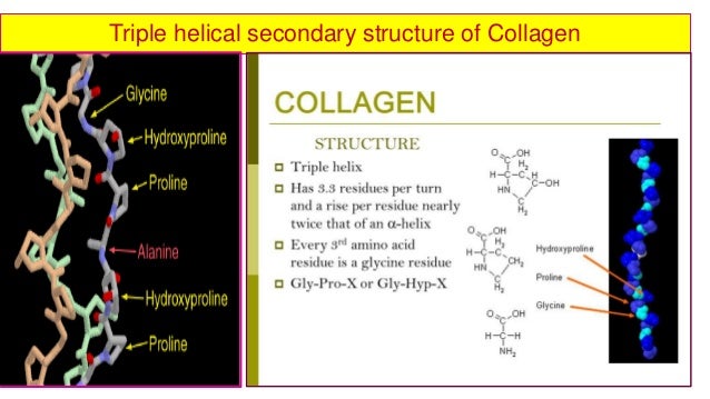 Biochemical and clinical aspects of collagen
