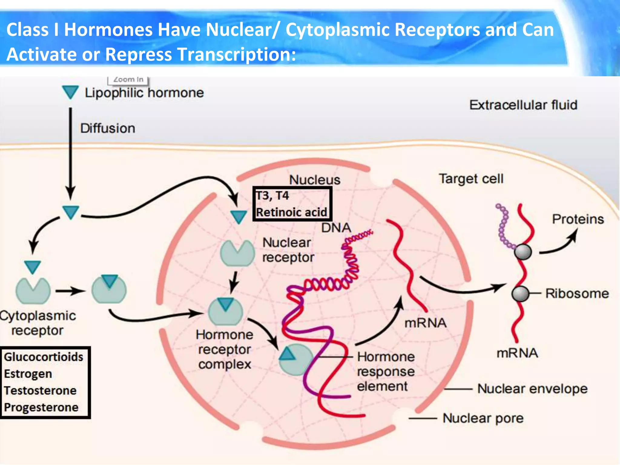 Biochemical Aspects of Hormones | PPT