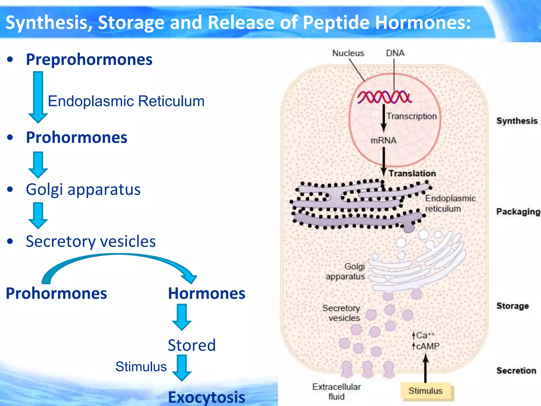 Biochemical Aspects of Hormones | PPT