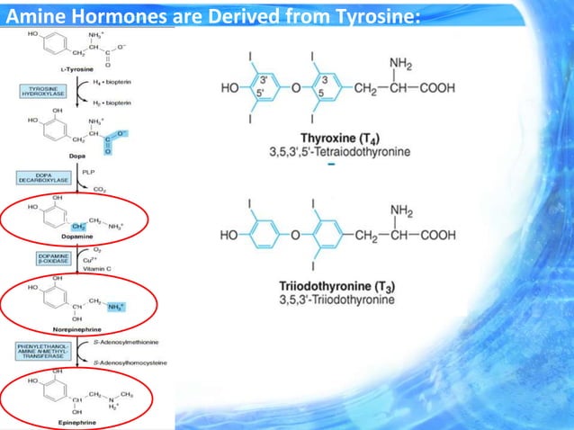 Biochemical Aspects of Hormones | PPT