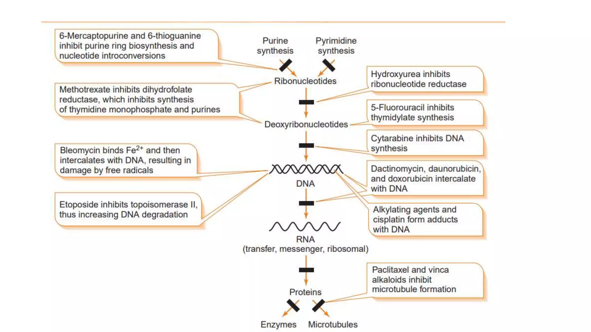 BIOCHEMICAL BASIS OF CANCER THERAPY.pptx