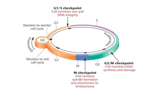BIOCHEMICAL BASIS OF CANCER THERAPY.pptx