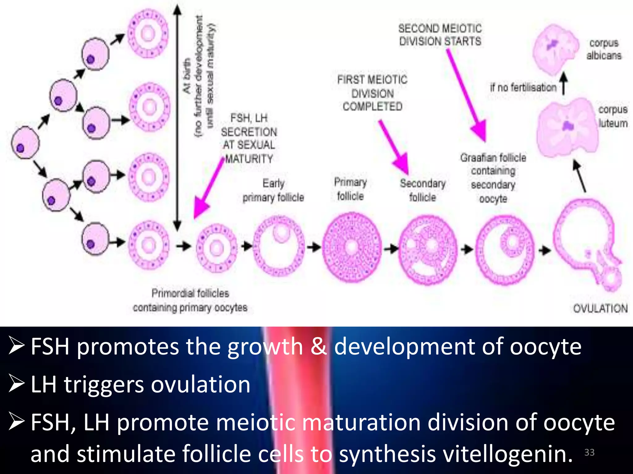 Biochemical changes during oogenesis | PPTX