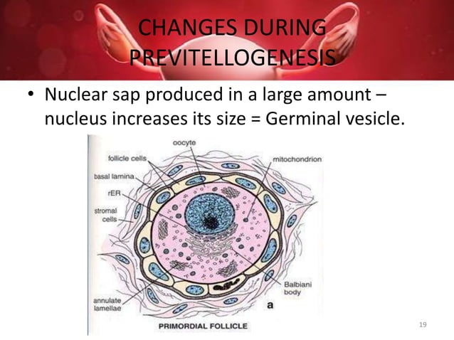 Biochemical changes during oogenesis | PPTX