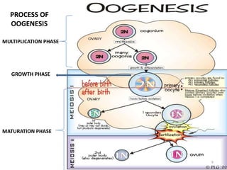Biochemical changes during oogenesis | PPT