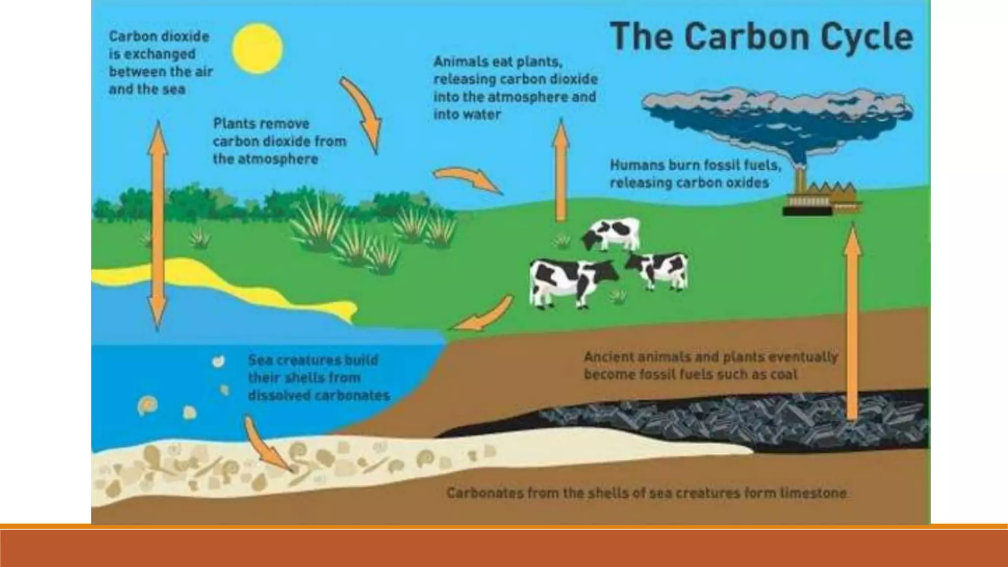 BiochemicalCycles.pptx | Chemistry | Science