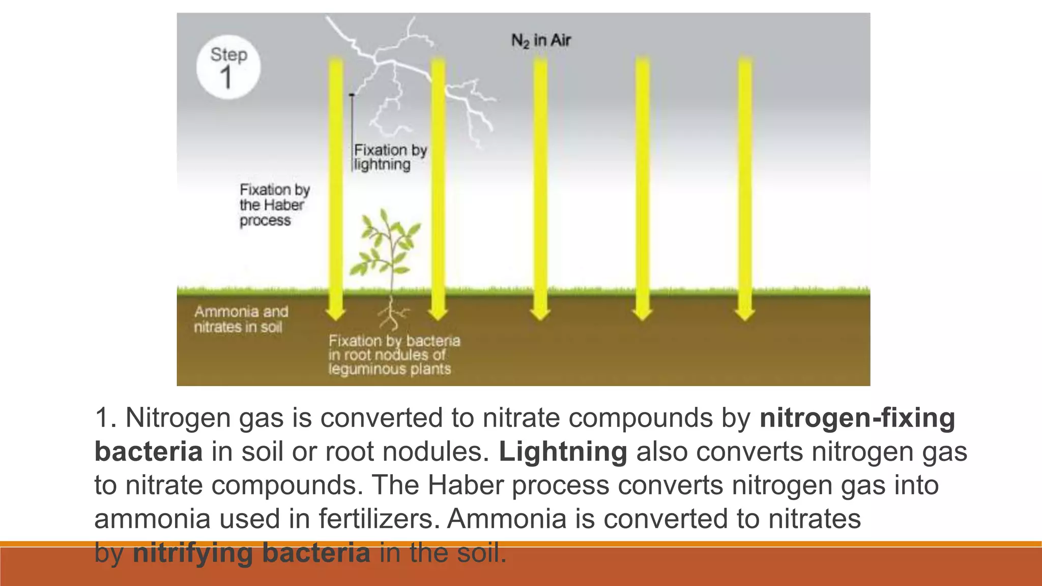 BiochemicalCycles.pptx | Chemistry | Science