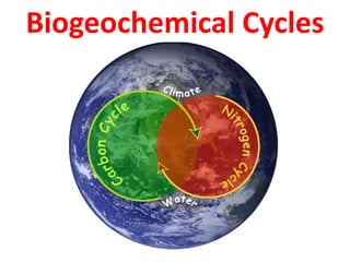 Biochemical Cycles Explained and In short | PDF