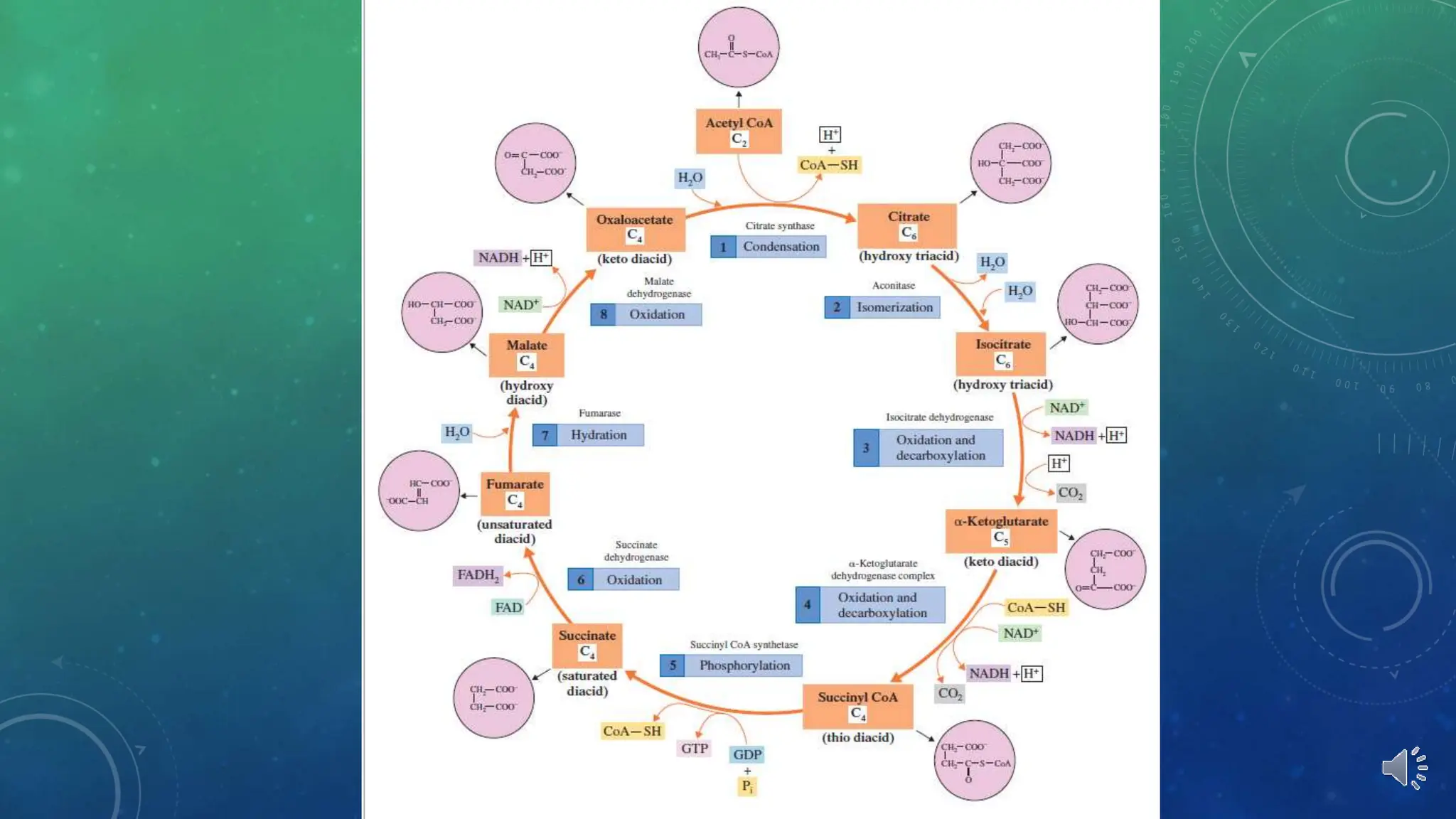 Biochemical energy production BIOCHEM.pptx