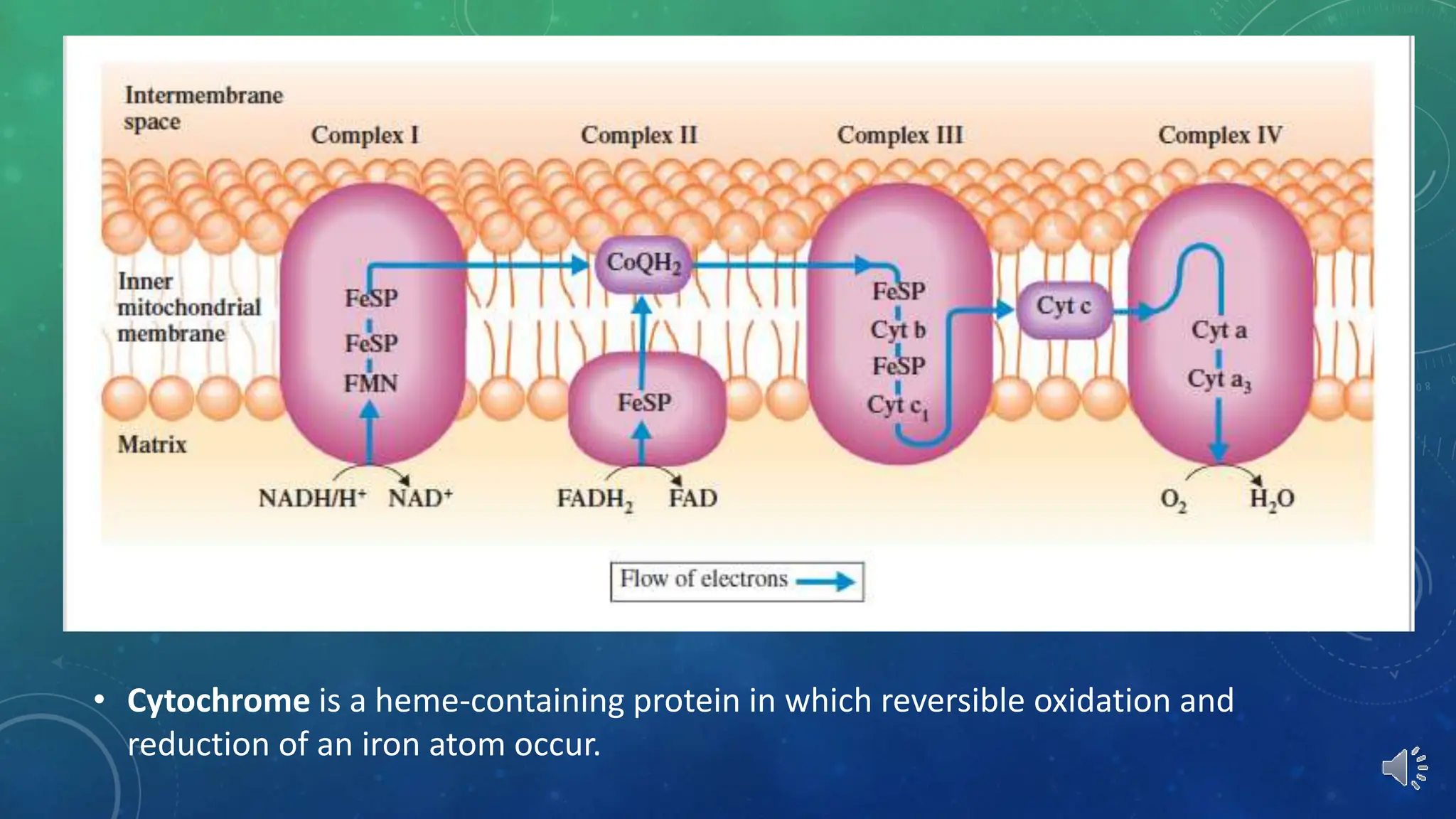 Biochemical energy production BIOCHEM.pptx