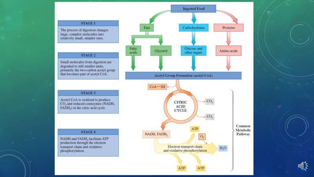 Biochemical energy production BIOCHEM.pptx | Biological Sciences | Science