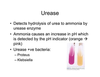 biochemical_identifcation_of_bacteria_slides.pdf