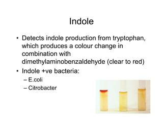 biochemical_identifcation_of_bacteria_slides.pdf
