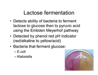 biochemical_identifcation_of_bacteria_slides.pdf